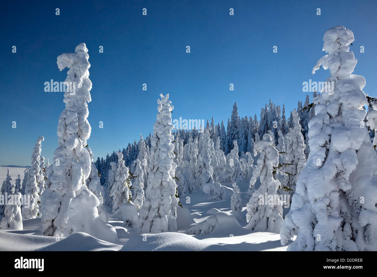 Mount amabilis hi-res stock photography and images - Alamy