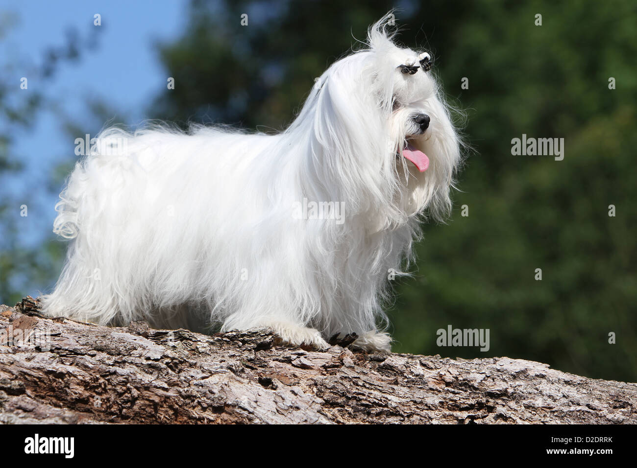 Dog maltese dog bichon maltais hi-res stock photography and images - Alamy