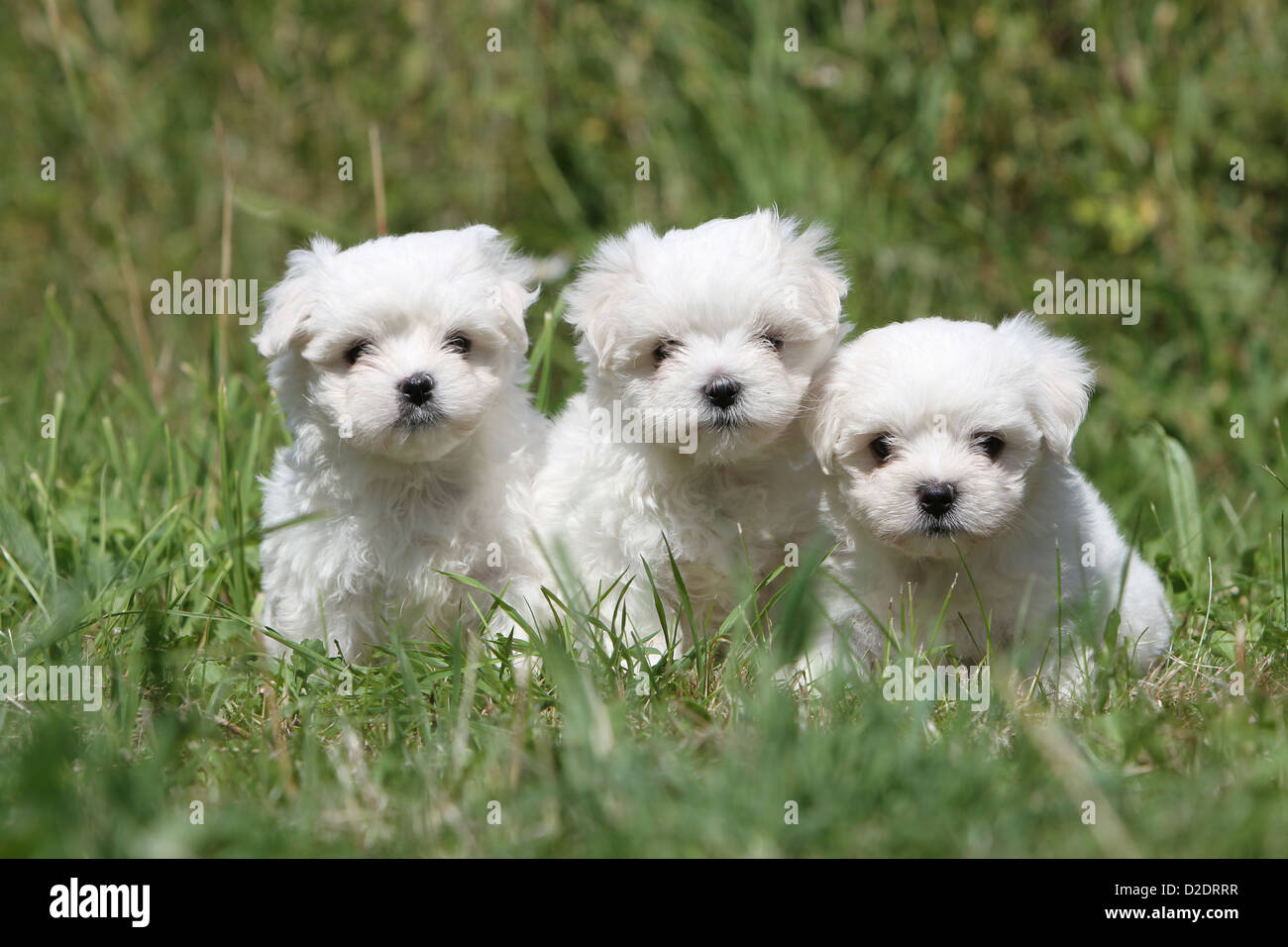 Cute Male Maltese Puppies