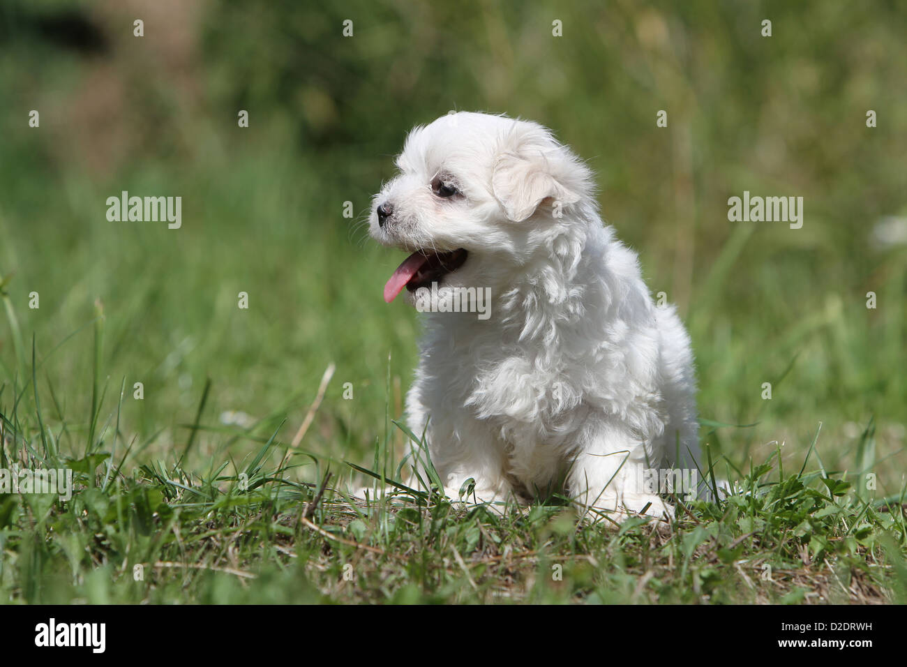 Dog Maltese dog / Bichon Maltais puppy sitting in a meadow Stock Photo ...