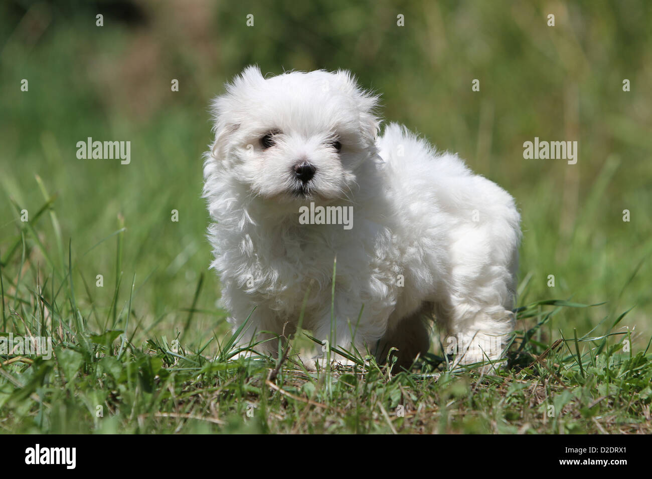 Bichon maltais hi-res stock photography and images - Alamy