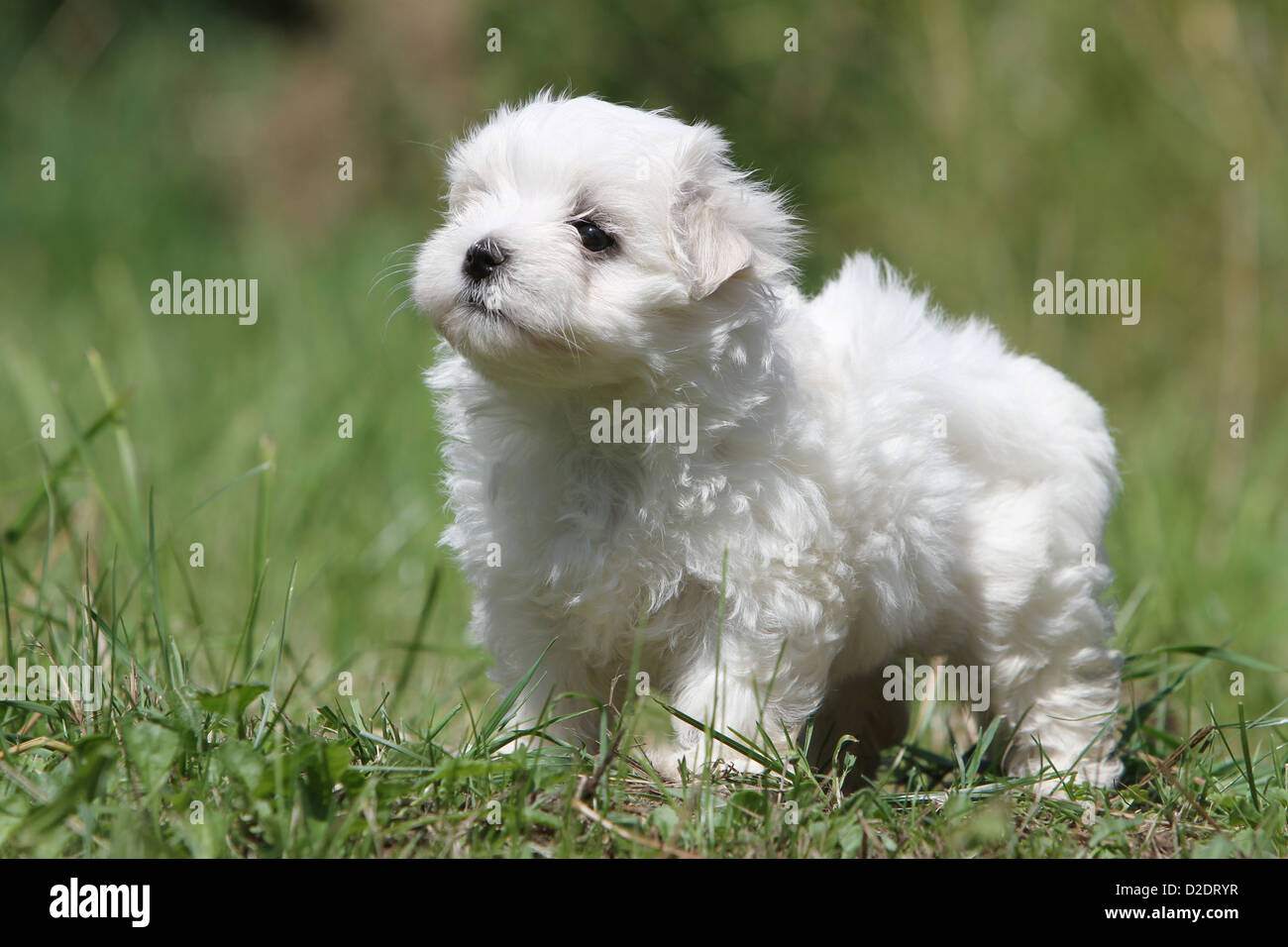 Dog Maltese dog / Bichon Maltais puppy standing profile look up Stock ...