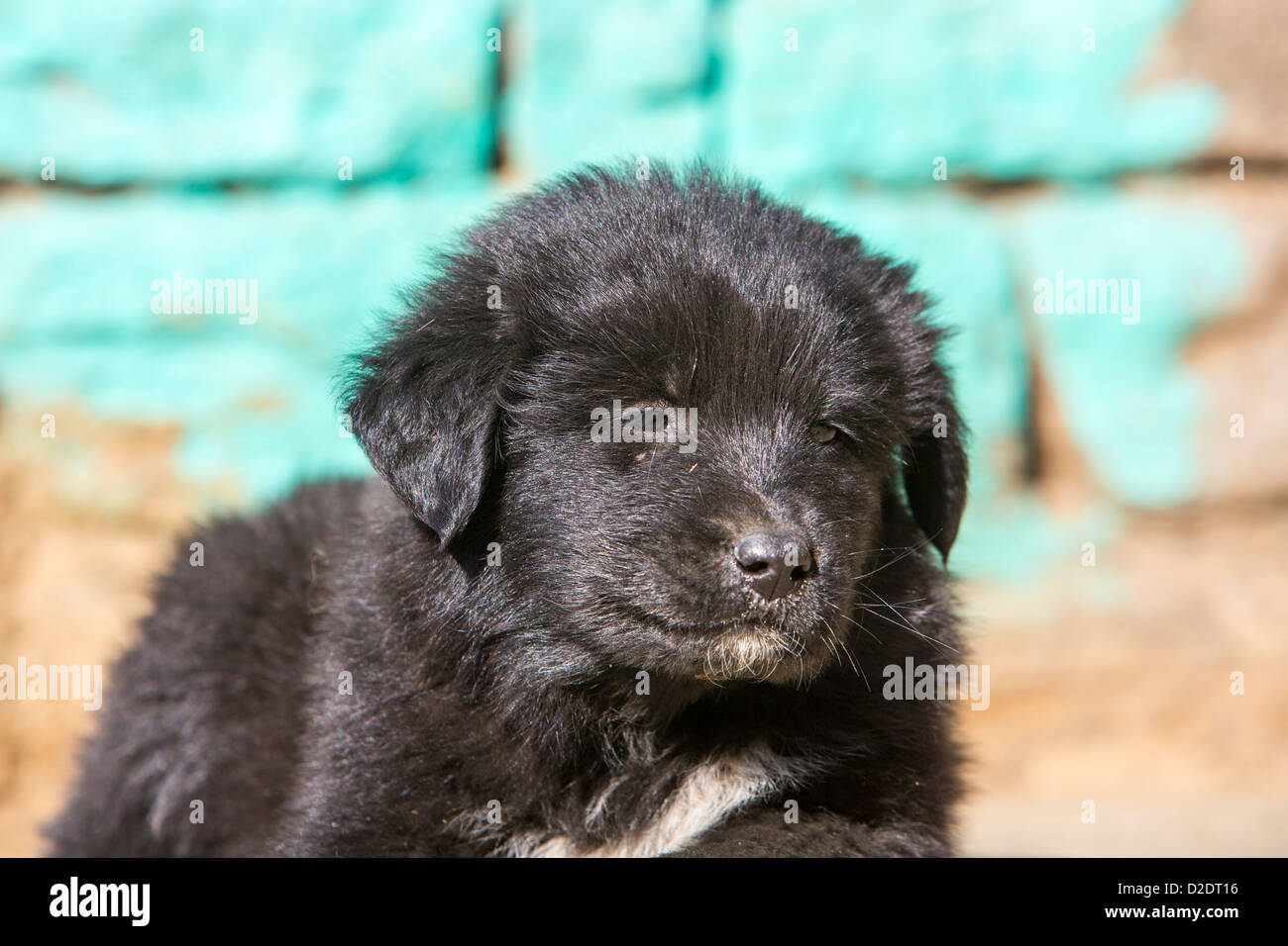 A Tibetan Highland Dog, puppy, in the Annapurna mountains, Nepal Stock ...