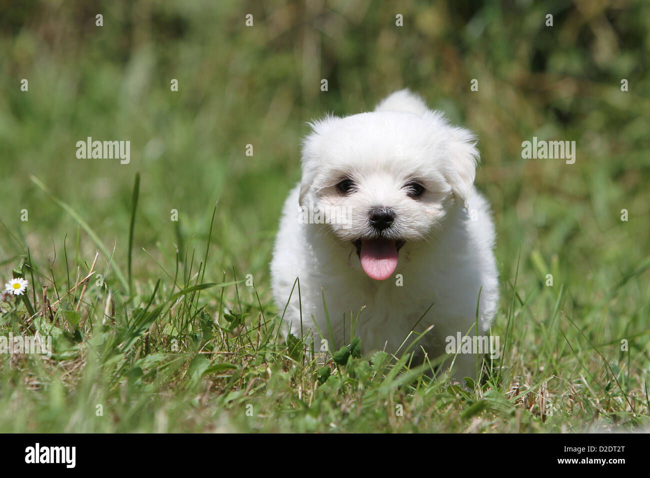 Bichon maltais hi-res stock photography and images - Alamy