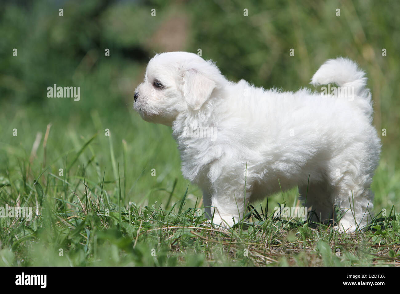 Dog Maltese dog / Bichon Maltais puppy standing on the grass Stock ...