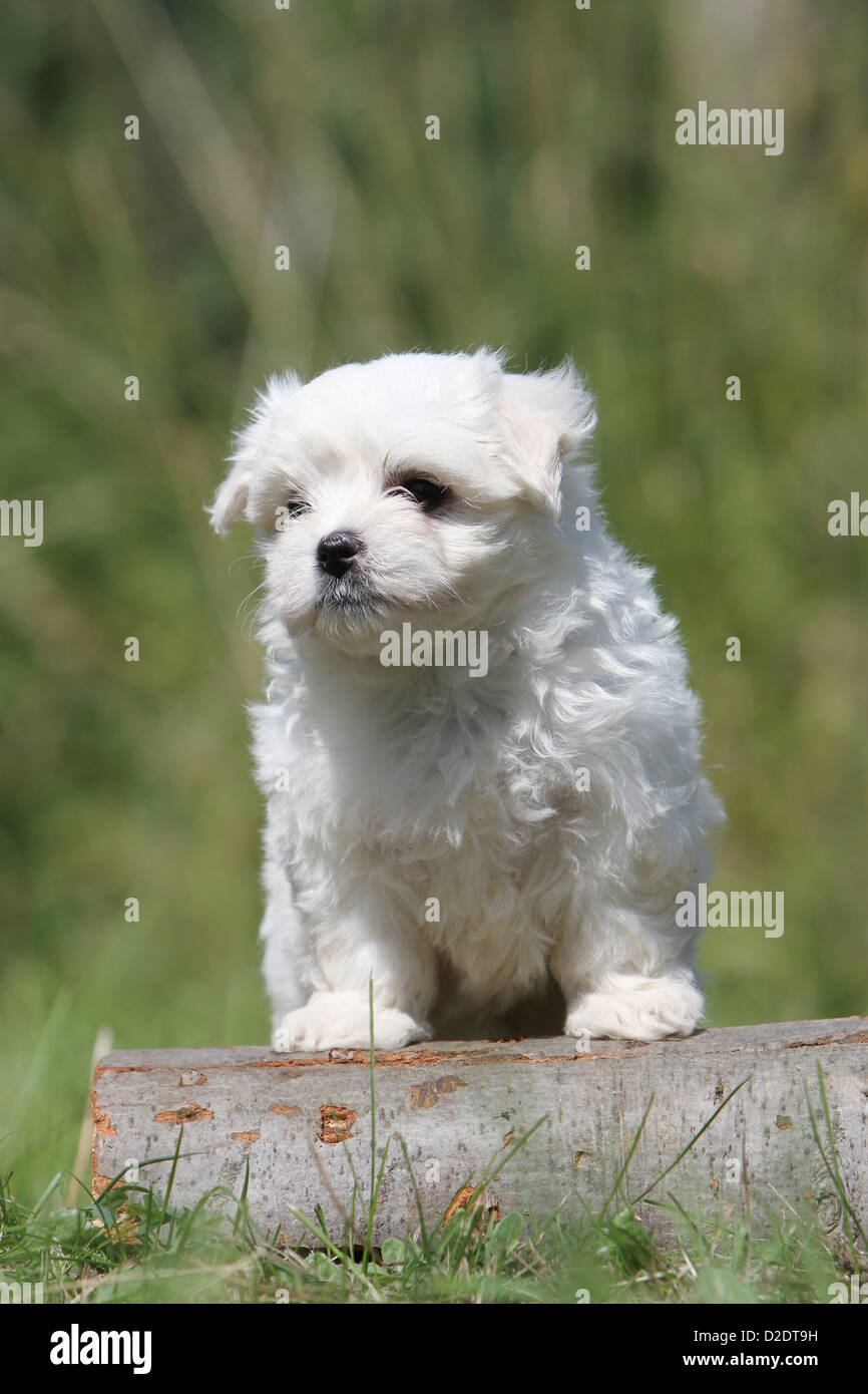Dog Maltese dog / Bichon Maltais puppy standing on a wood Stock Photo ...