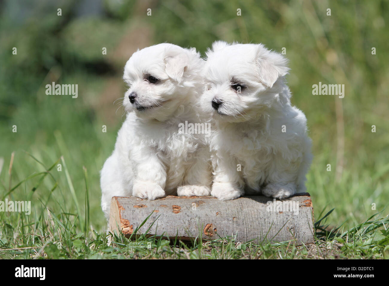 Dog Maltese dog / Bichon Maltais two puppies standing on a wood Stock ...