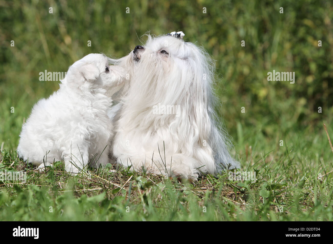Dog Maltese dog / Bichon Maltais adult and puppy in a meadow Stock ...