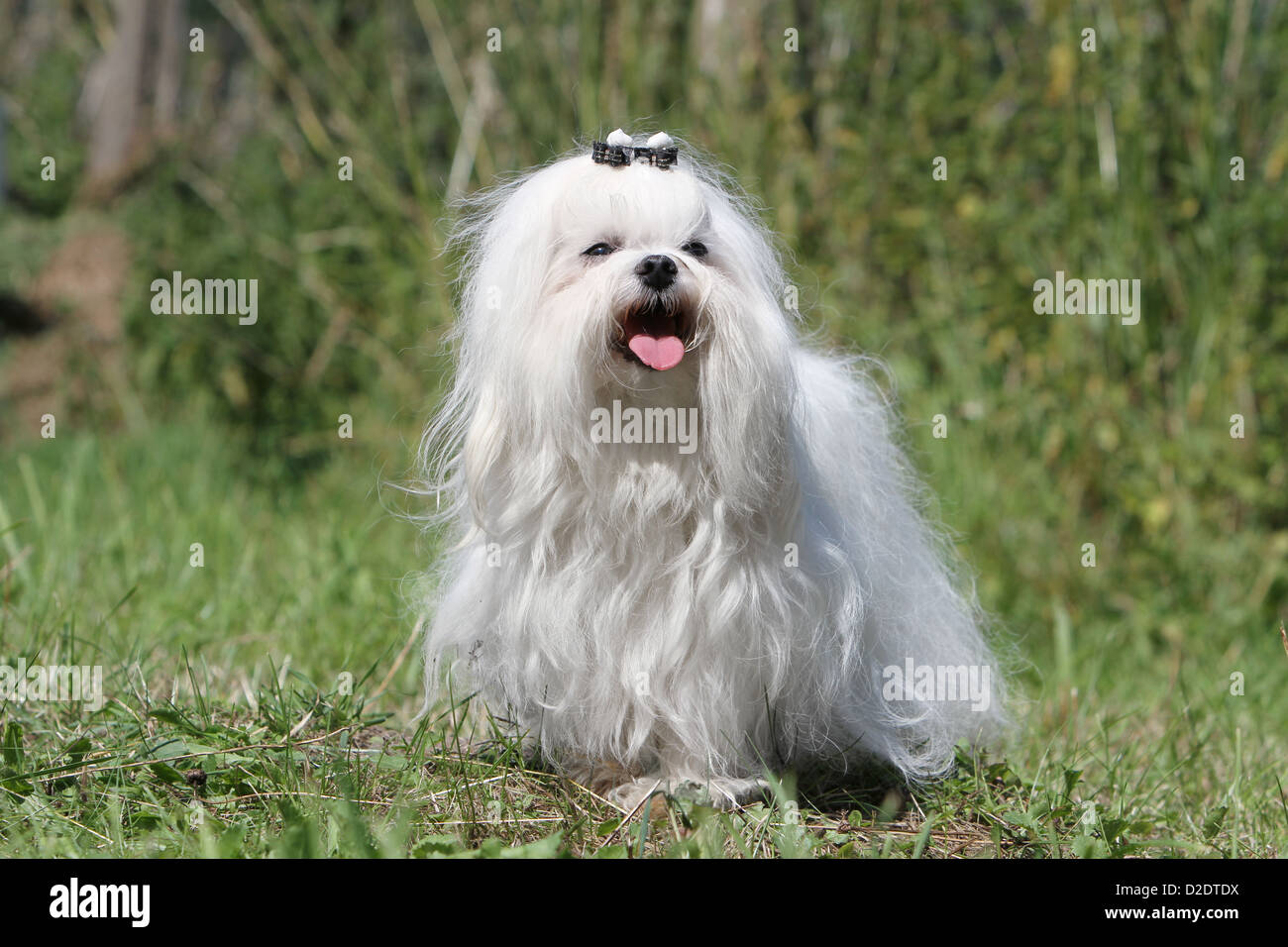 Bichon maltais hi-res stock photography and images - Alamy