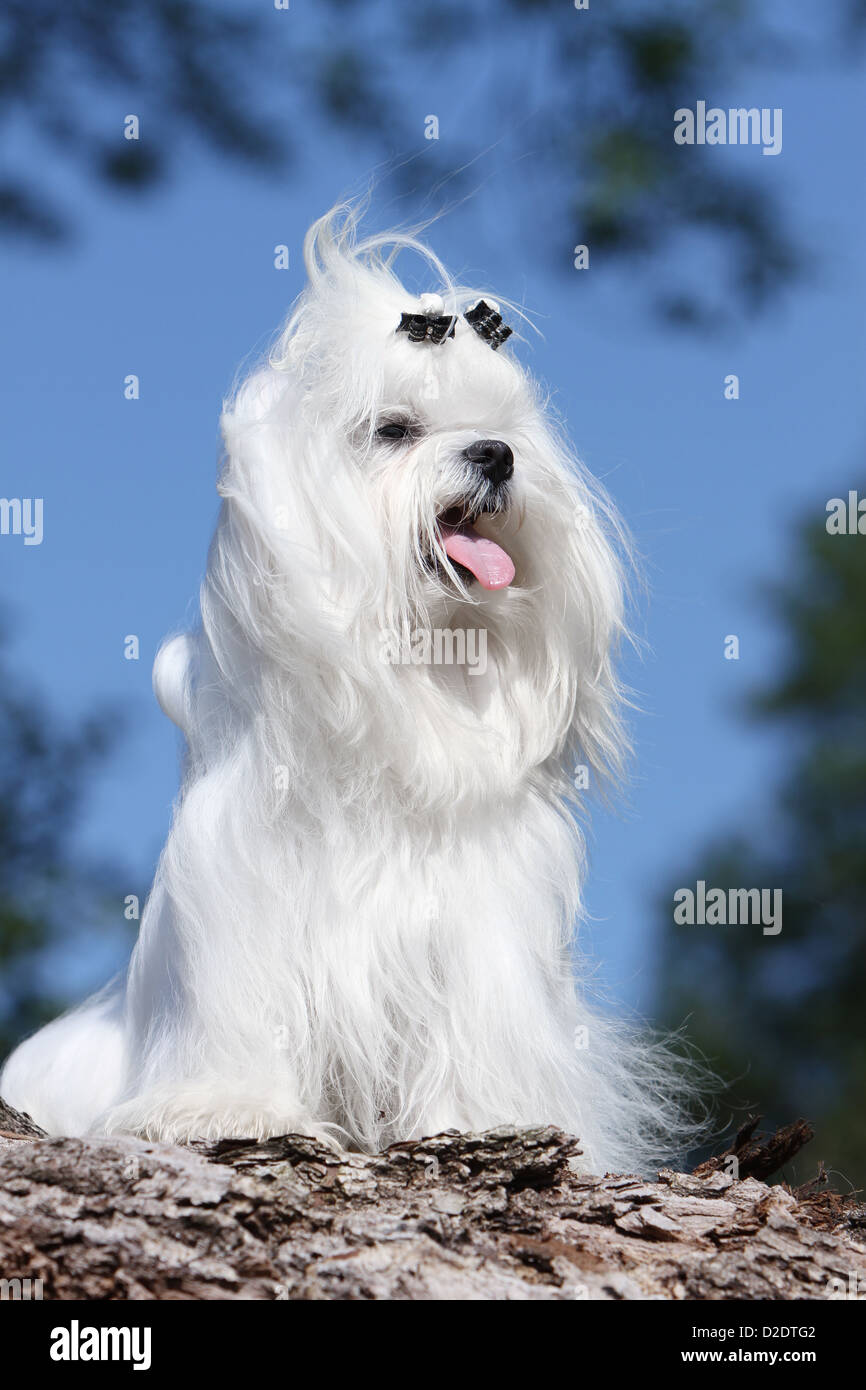 Dog Maltese dog / Bichon Maltais adult sitting profile Stock Photo - Alamy