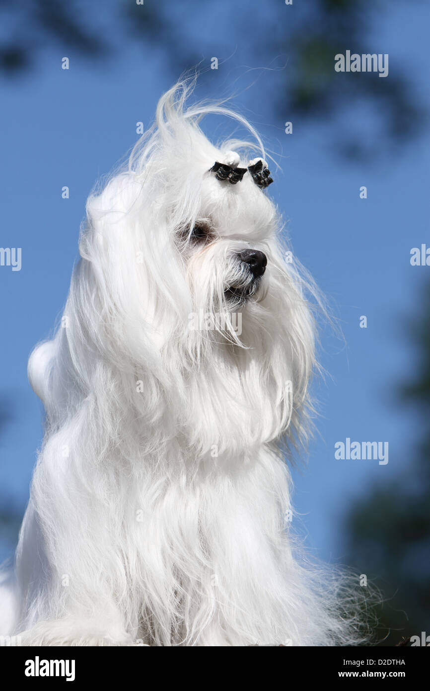 Dog Maltese dog / Bichon Maltais adult portrait Stock Photo - Alamy