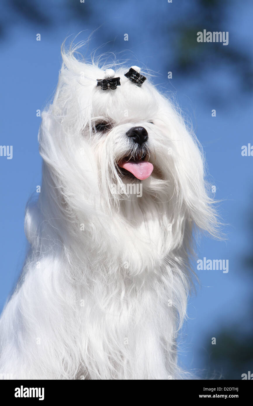 Dog Maltese dog / Bichon Maltais adult portrait Stock Photo - Alamy