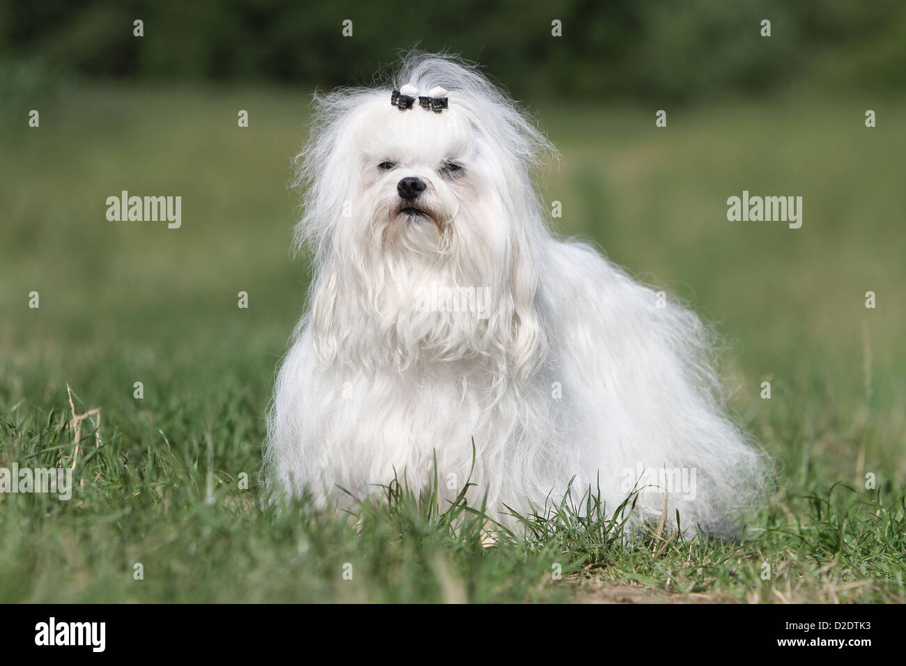 Bichon Maltais High Resolution Stock Photography and Images - Alamy