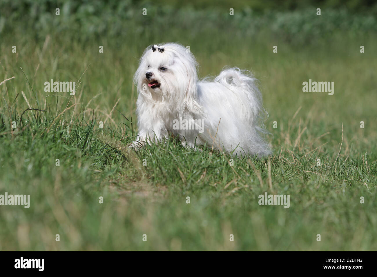 Bichon maltais hi-res stock photography and images - Alamy