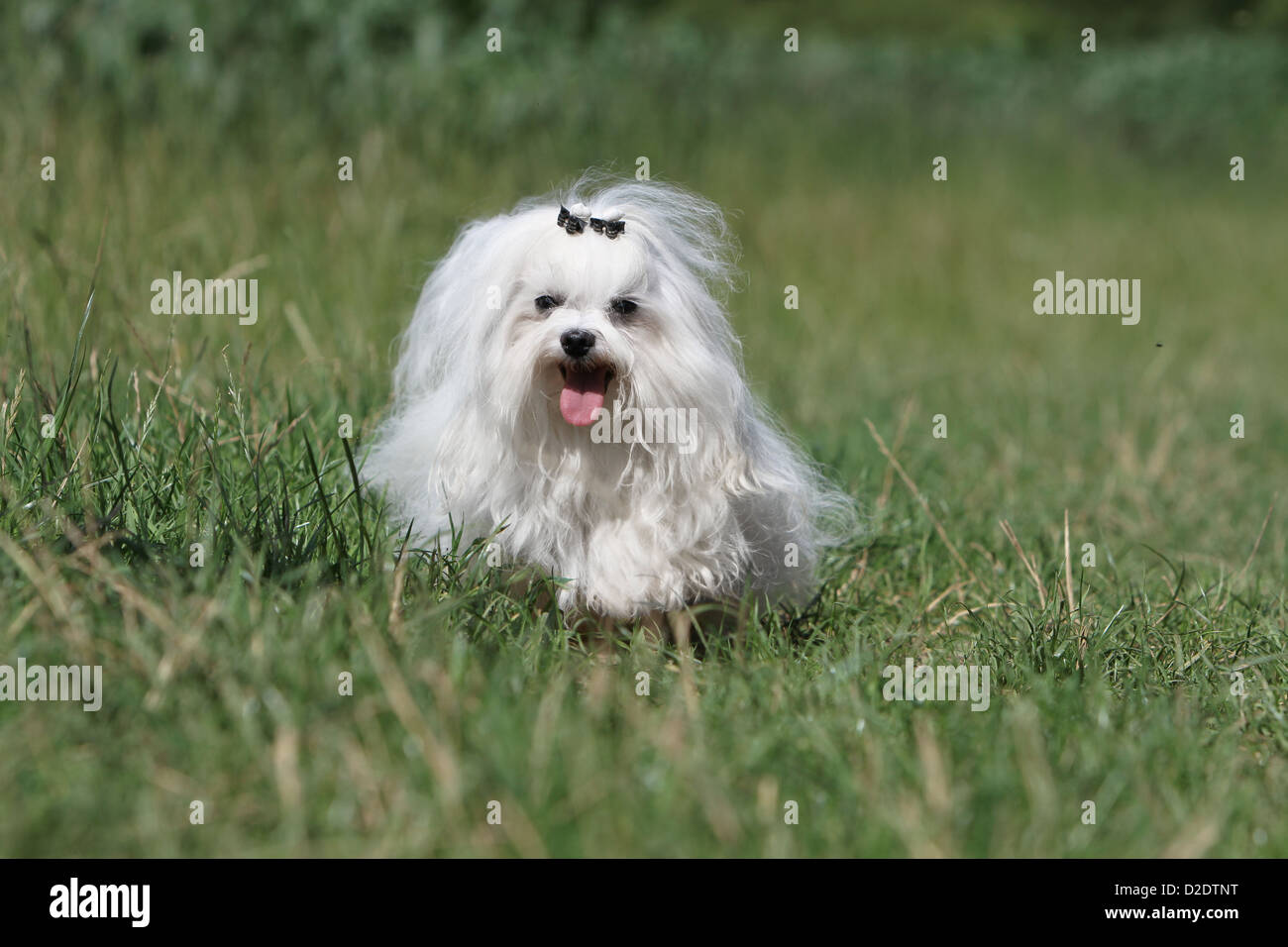 Dog Maltese dog / Bichon Maltais adult running in a meadow Stock Photo ...