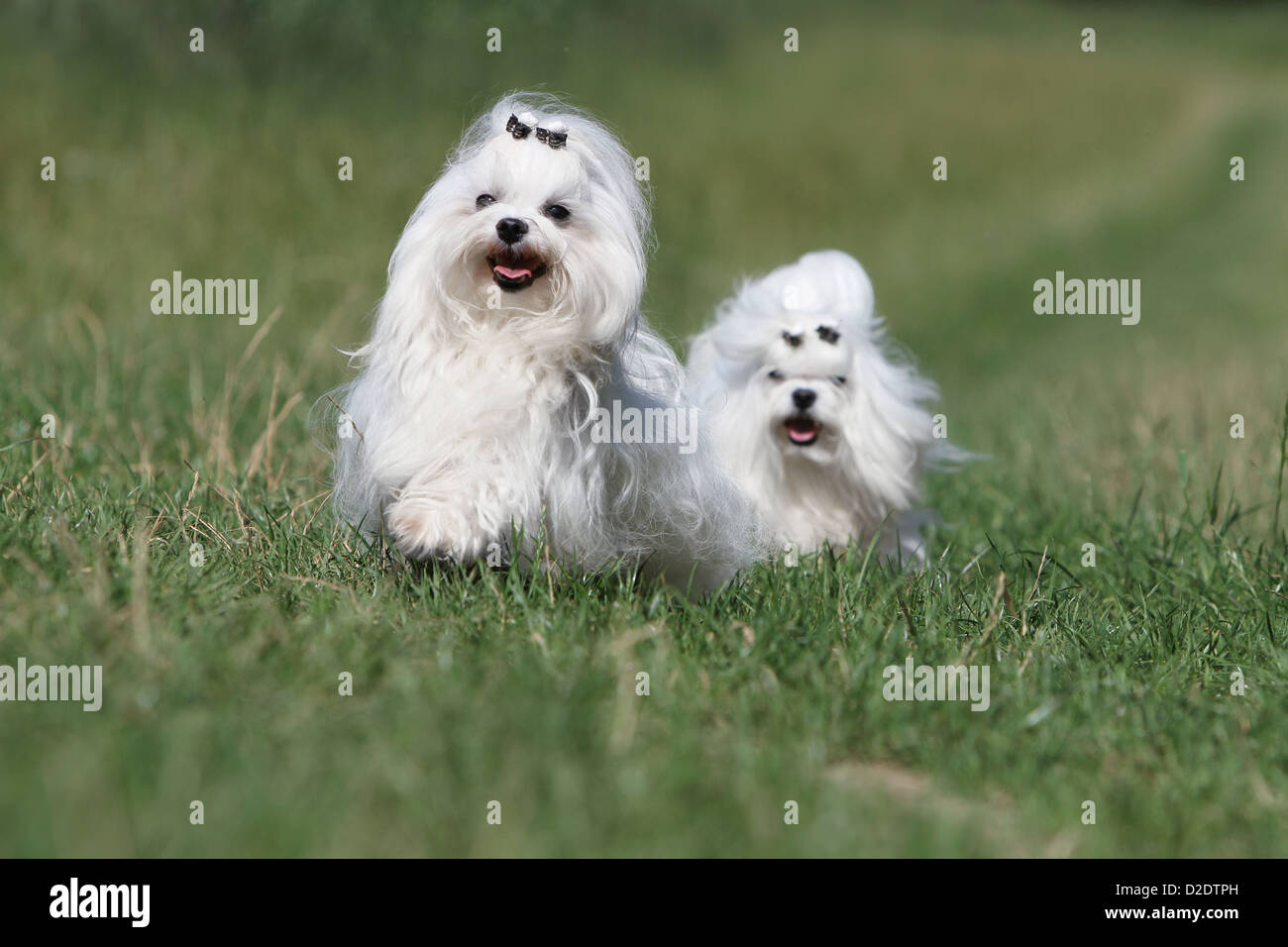 Bichon maltais hi-res stock photography and images - Alamy