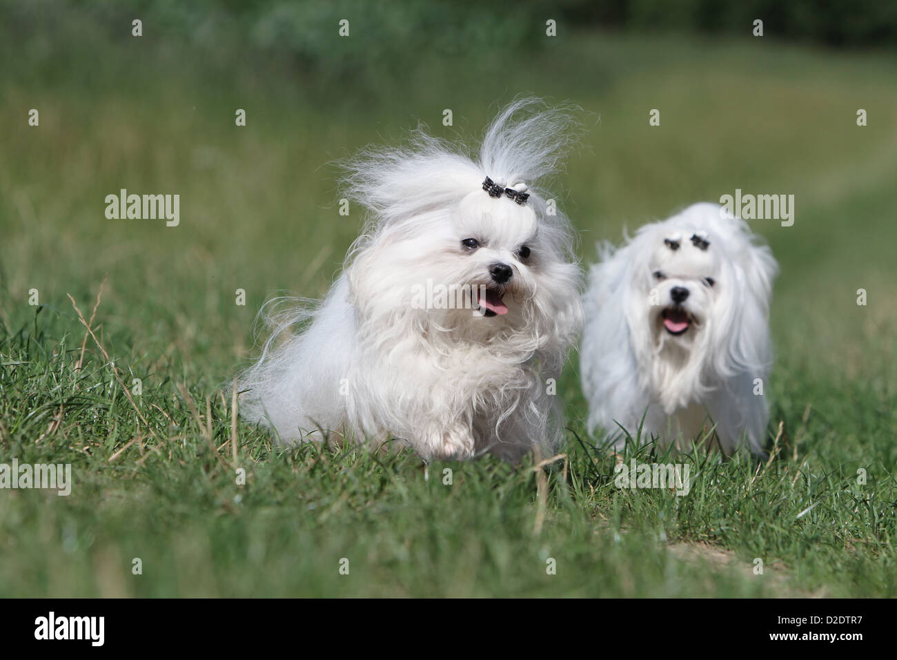 Dog Maltese dog / Bichon Maltais two adults running in a meadow Stock ...