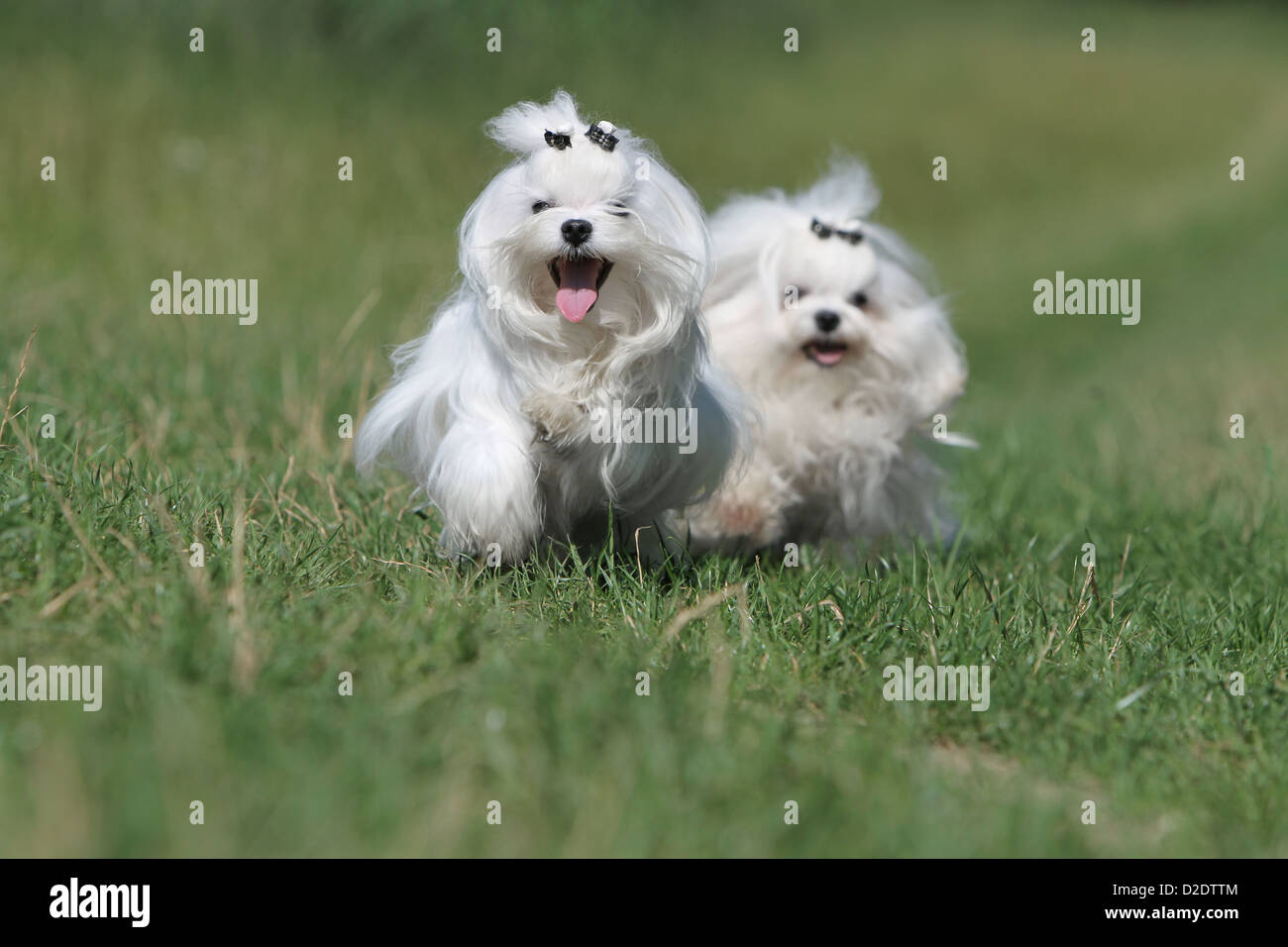 Dog Maltese dog / Bichon Maltais two adults running in a meadow Stock ...