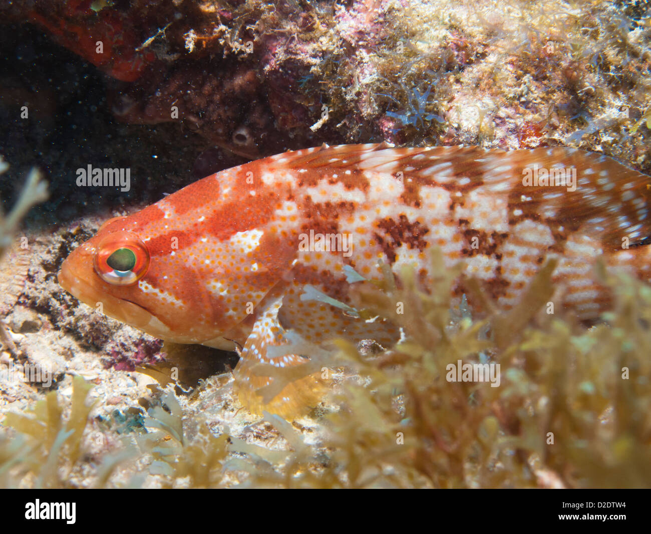 Alphestes afer mutton hamlet fish hi-res stock photography and images ...