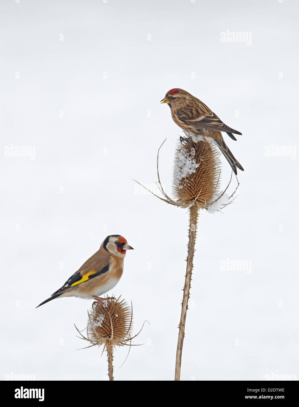 Lesser Redpoll (Carduelis cabaret) And Goldfinch (Carduelis carduelis ...