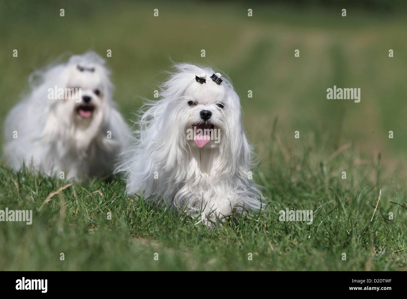Dog Maltese dog / Bichon Maltais two adults running in a meadow Stock ...