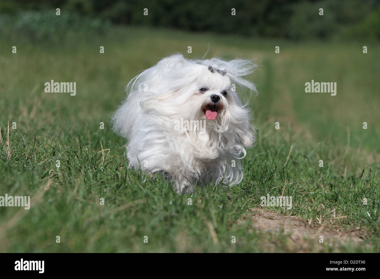 Bichon maltais hi-res stock photography and images - Alamy