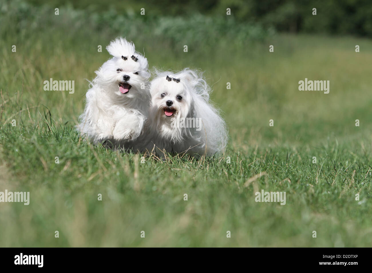 Dog Maltese dog / Bichon Maltais two adults running in a meadow Stock ...
