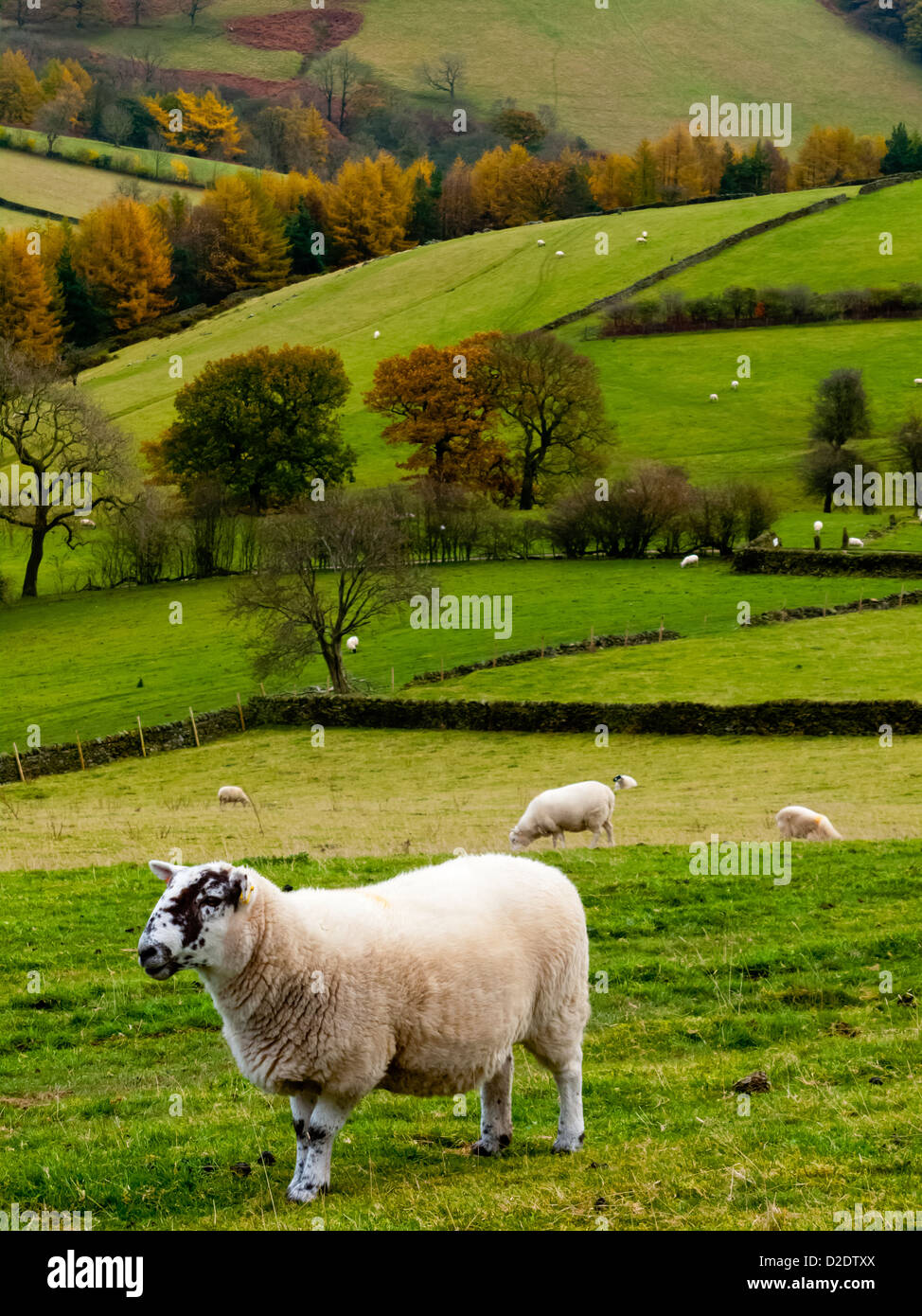 Upland farm sheep hi-res stock photography and images - Alamy
