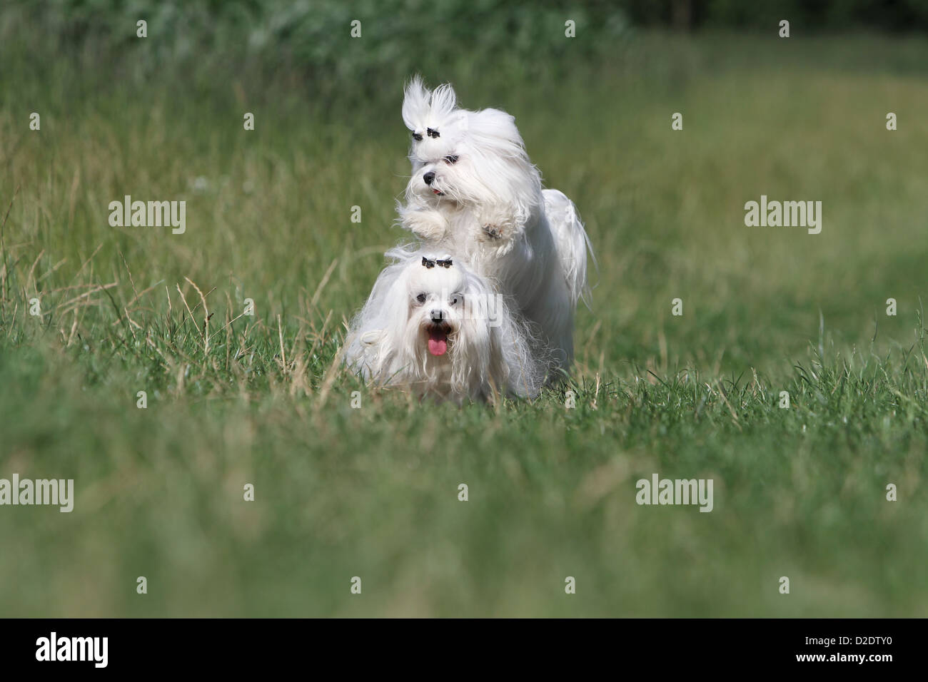 Dog Maltese dog / Bichon Maltais two adults running in a meadow Stock ...