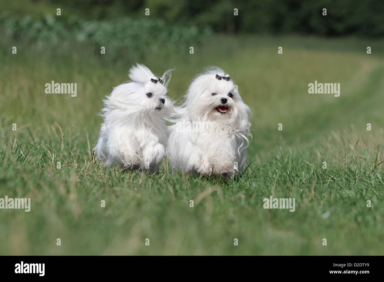 Dog Maltese dog / Bichon Maltais two adults running in a meadow Stock ...