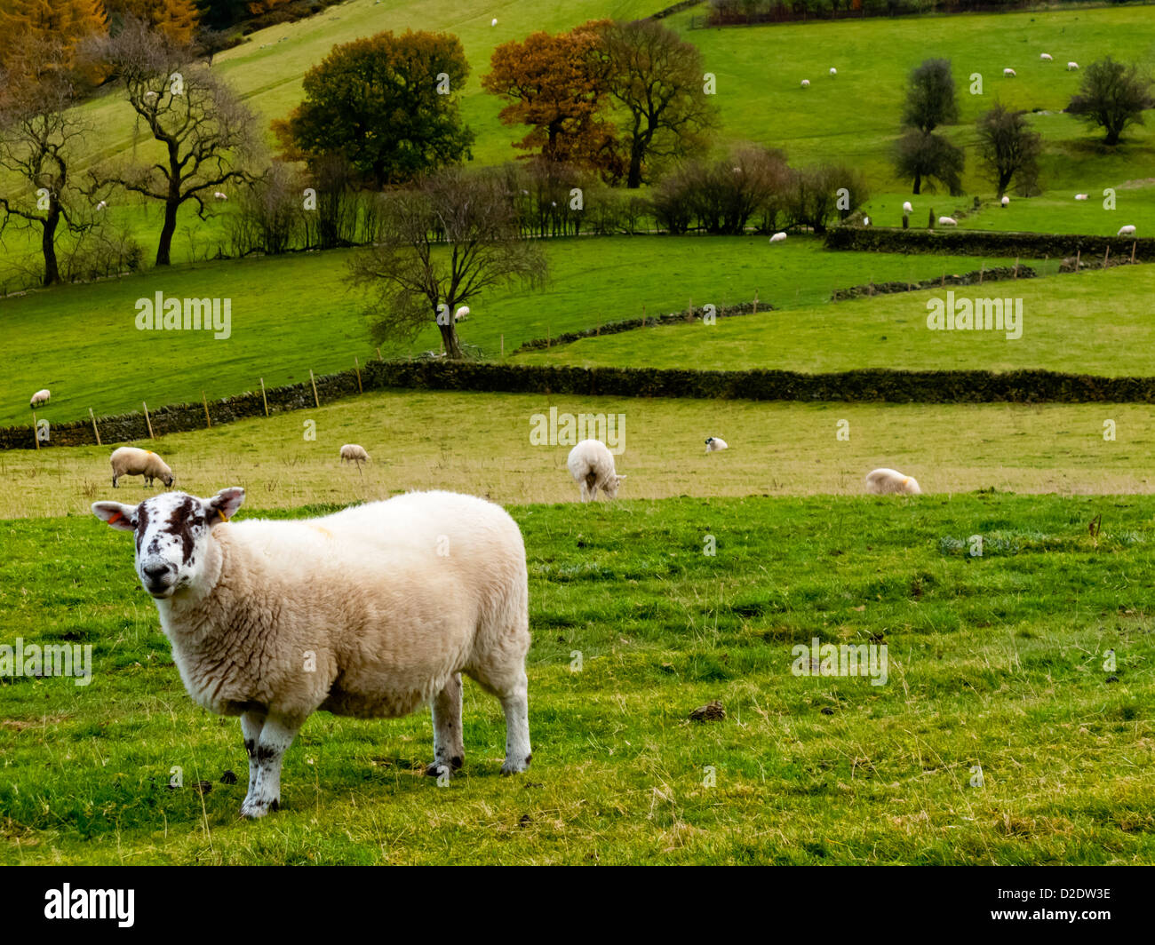 Sheep grazing in fields near Hathersage in the Peak District National ...