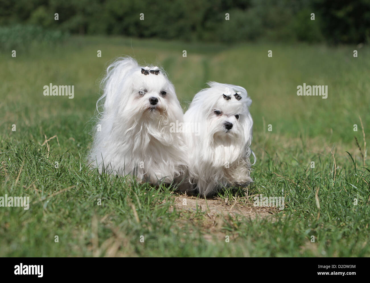 Dog Maltese dog / Bichon Maltais two adults running in a meadow Stock ...