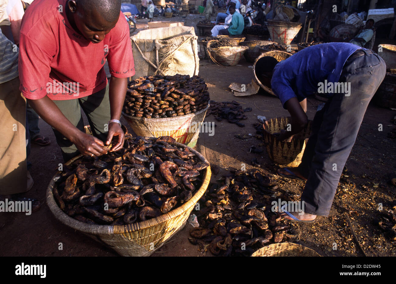 Preparing to sell dried and smoked capitaine fish in Mopti market, on ...