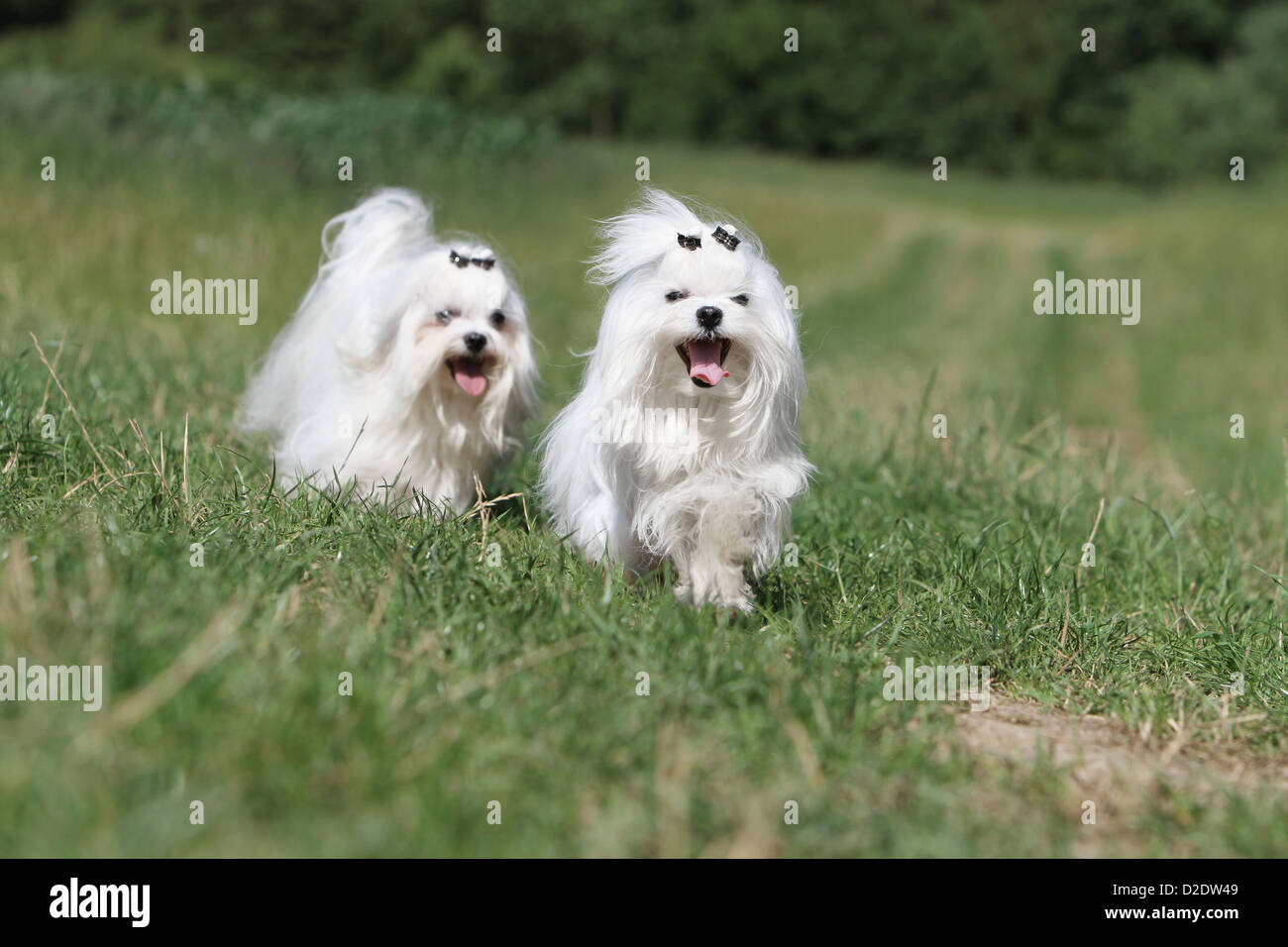 Bichon maltais hi-res stock photography and images - Alamy
