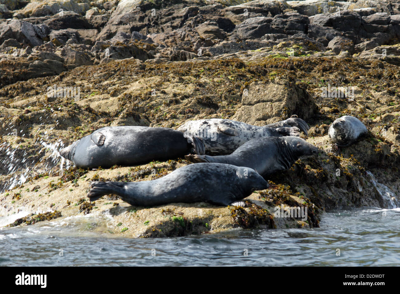 Seals sunbathing on rocks Stock Photo - Alamy