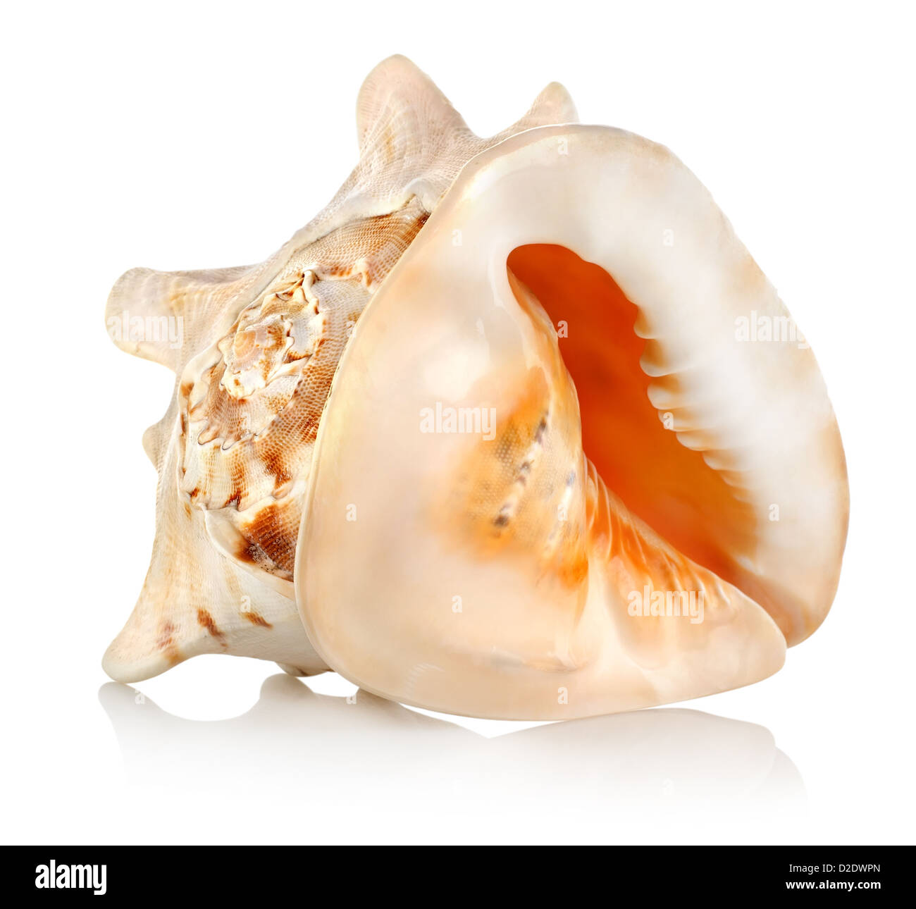 Colorful sea shell isolated on a white background Stock Photo - Alamy