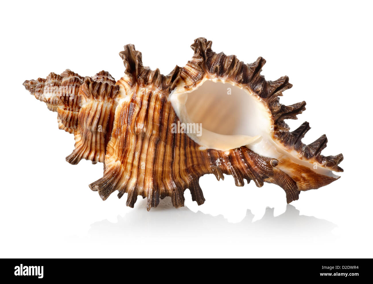 Clam shell images hi-res stock photography and images - Alamy