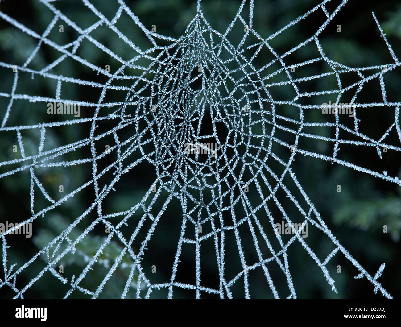 Spider web with frost hi-res stock photography and images - Alamy