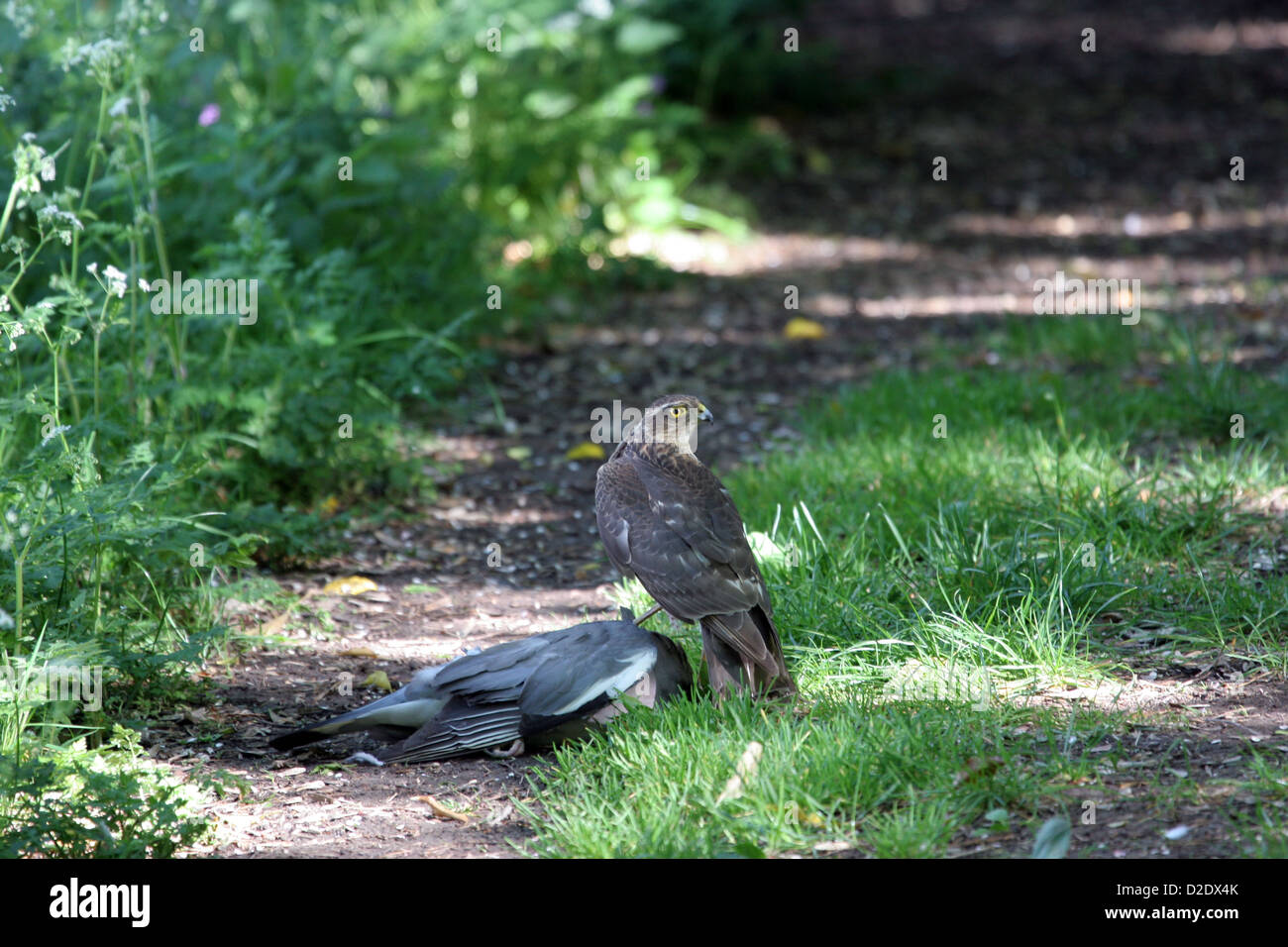 Pigeon hawk hi-res stock photography and images - Alamy
