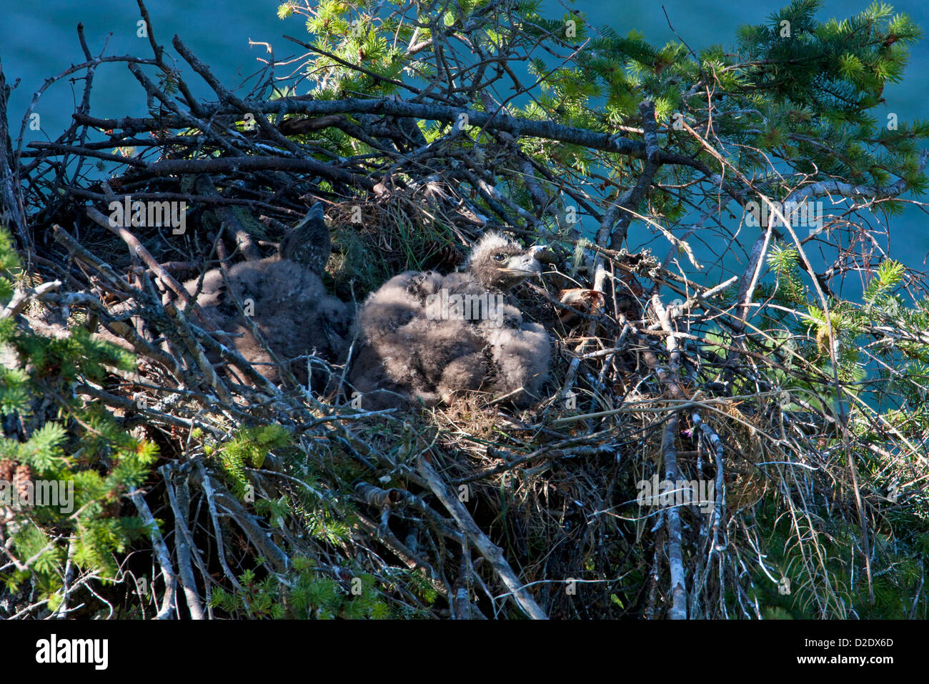 Haliaeetus leucocephalus eagle raptor eaglet nest raptor tree hi-res ...