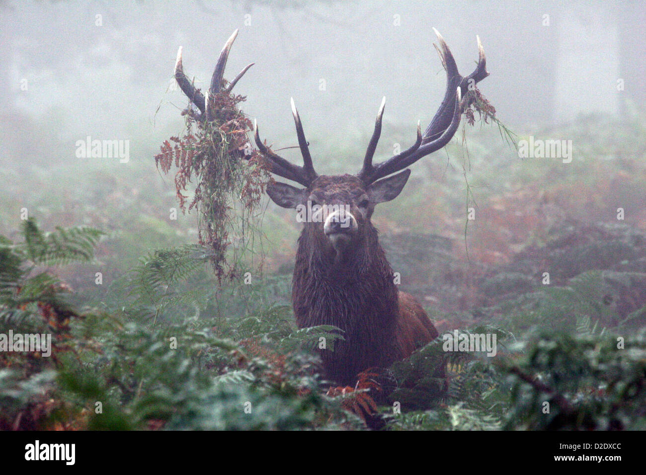 Stag in the woods hi-res stock photography and images - Alamy