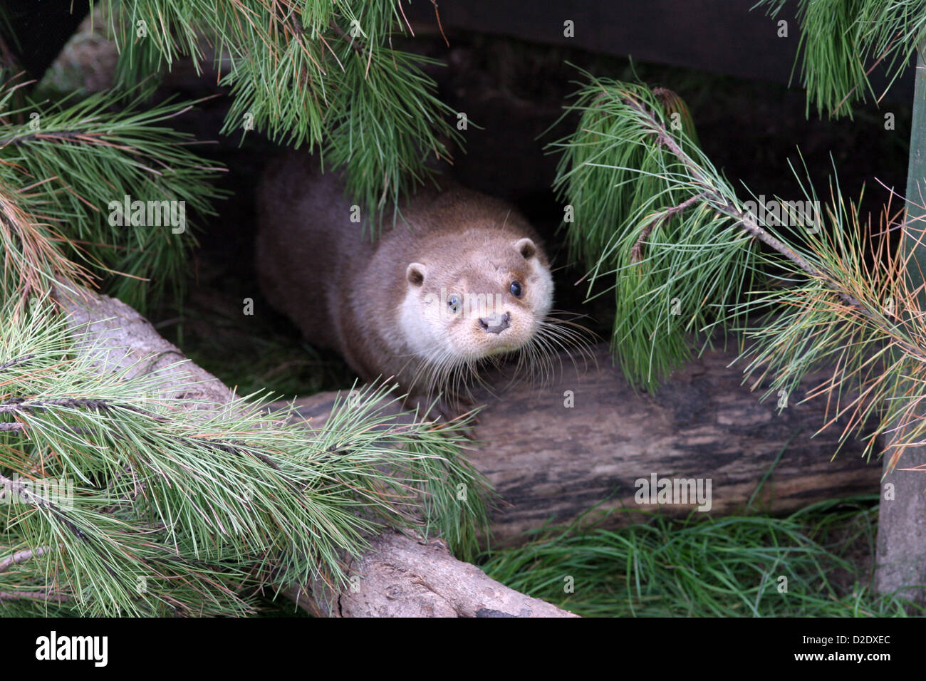 Otter lutra lutra holt hi-res stock photography and images - Alamy