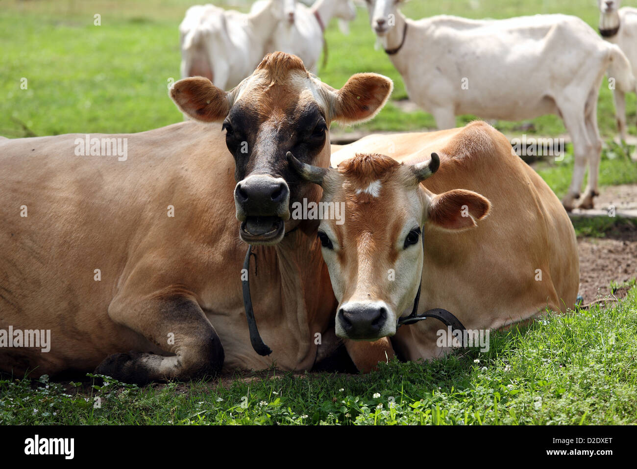 Goats on a farm hi-res stock photography and images - Alamy