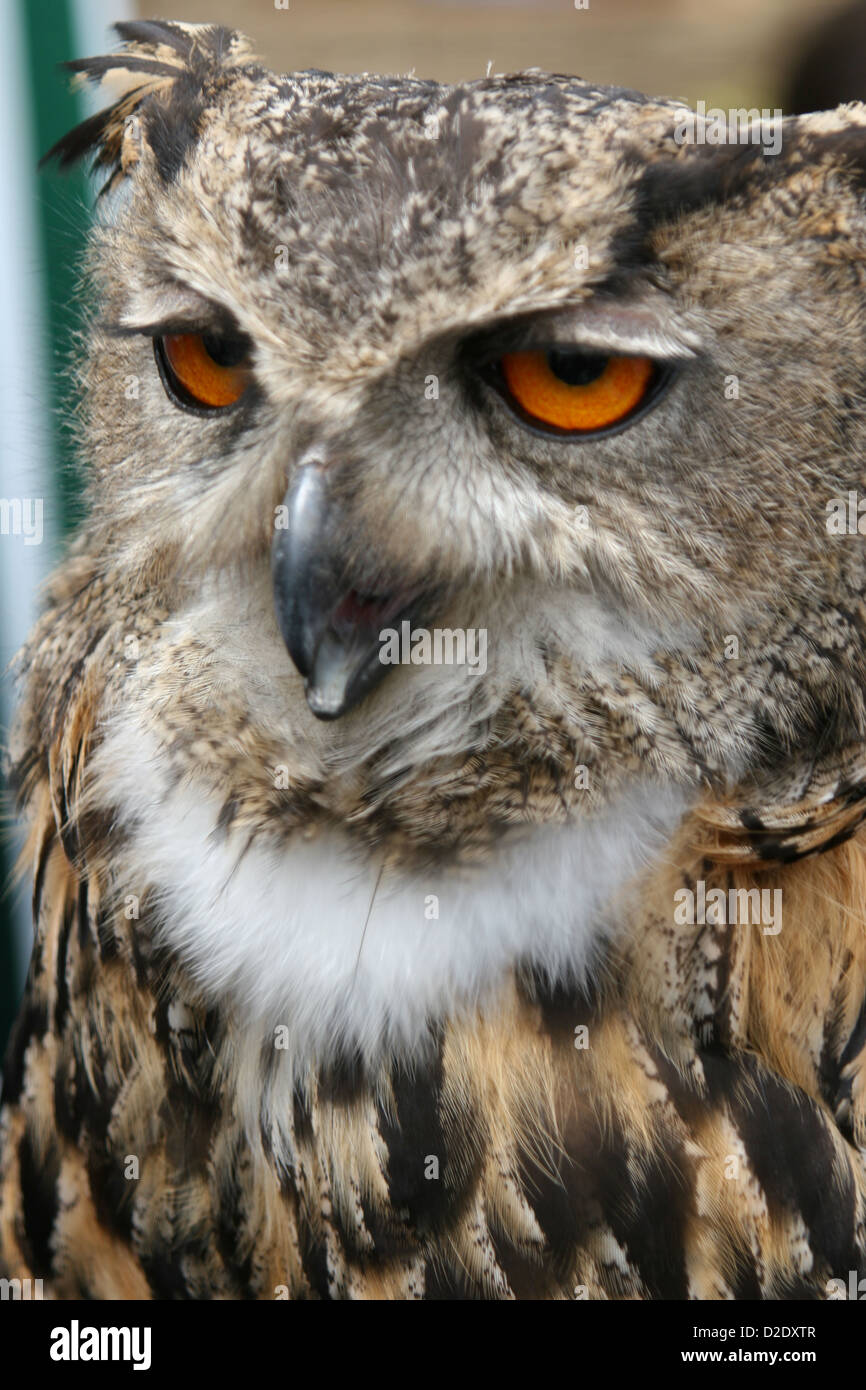 Juvenile eagle owl hi-res stock photography and images - Alamy