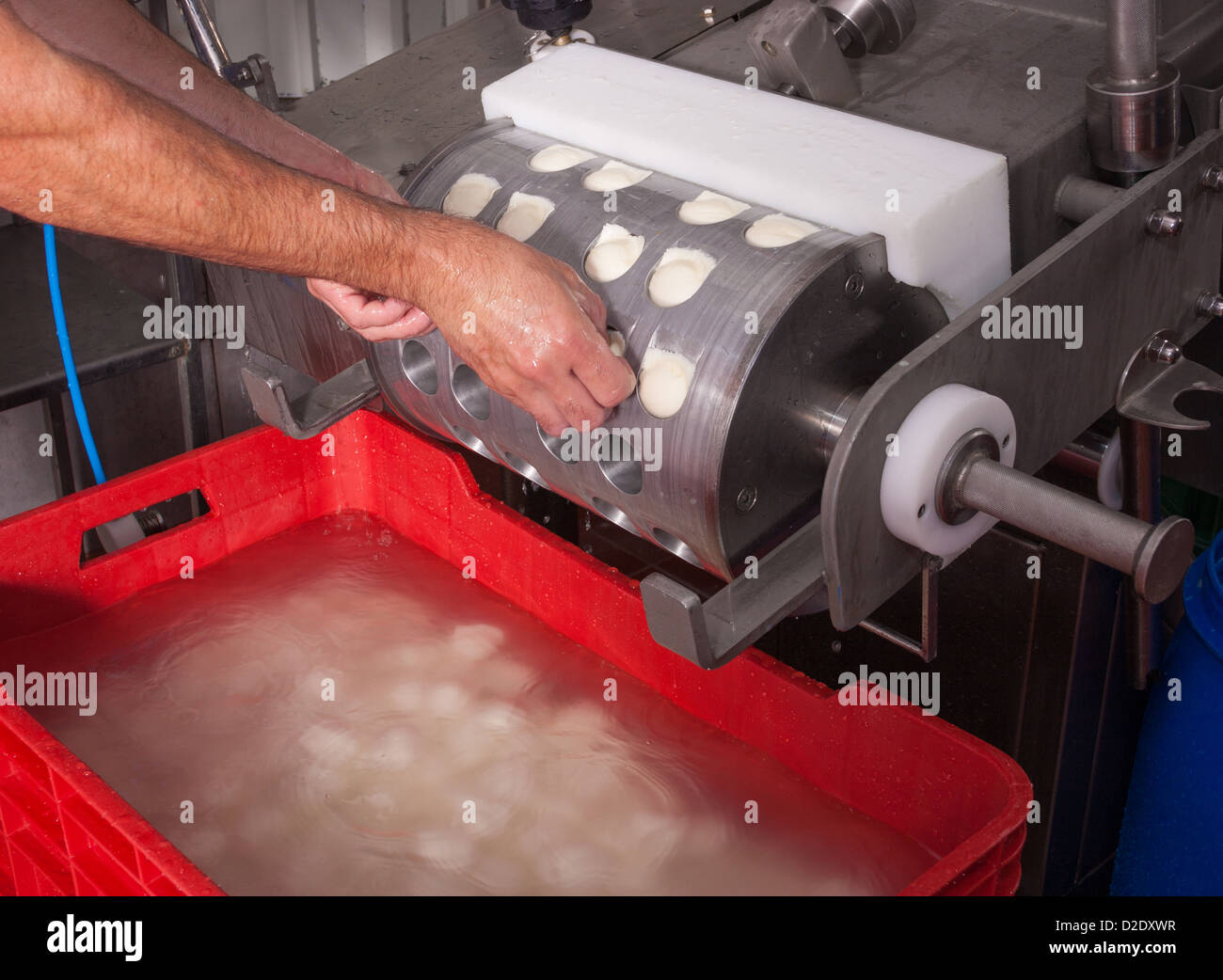 Worker of a cheese plant at the last step of fresh mozzarella ...