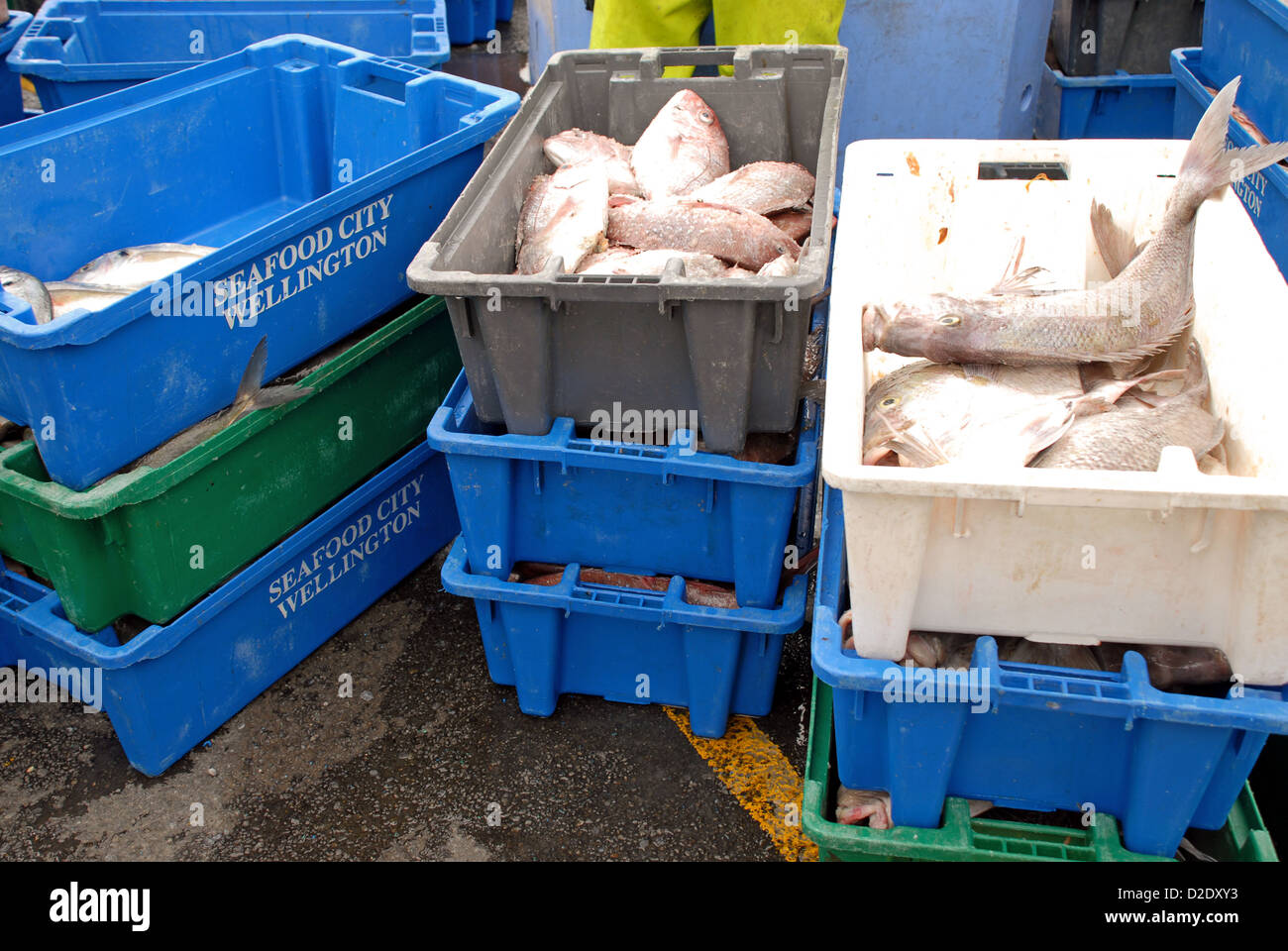 Blue box fish hi-res stock photography and images - Alamy