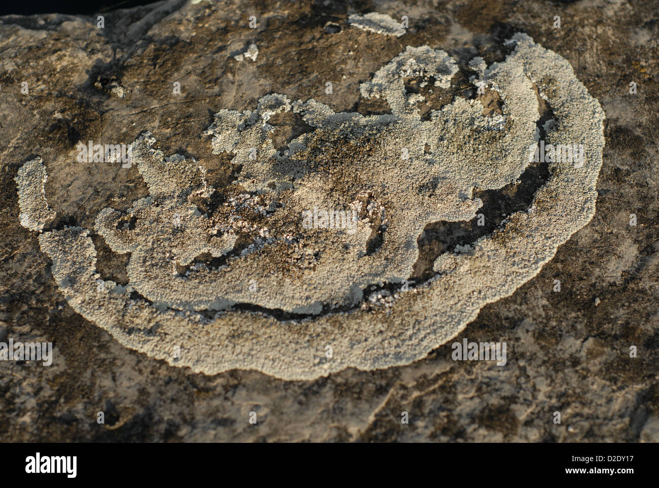 close up of a lichen on a stone Stock Photo - Alamy