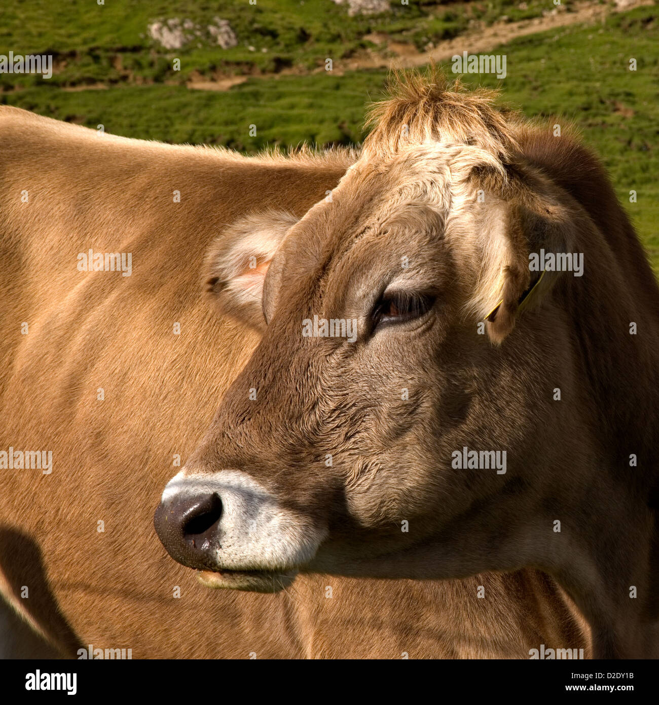 Italian Dairy cow at Sasso Piatto in Val di Fossa Stock Photo - Alamy
