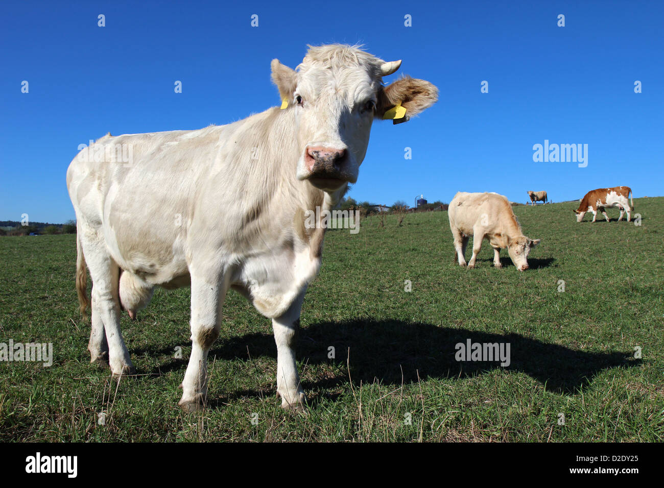 young white cow on green agriculture field Stock Photo - Alamy