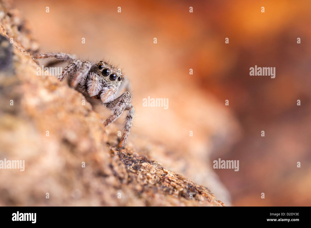 Jumping Spider {Sitticus sp.} found on a mountain ridge at 2800 metres ...